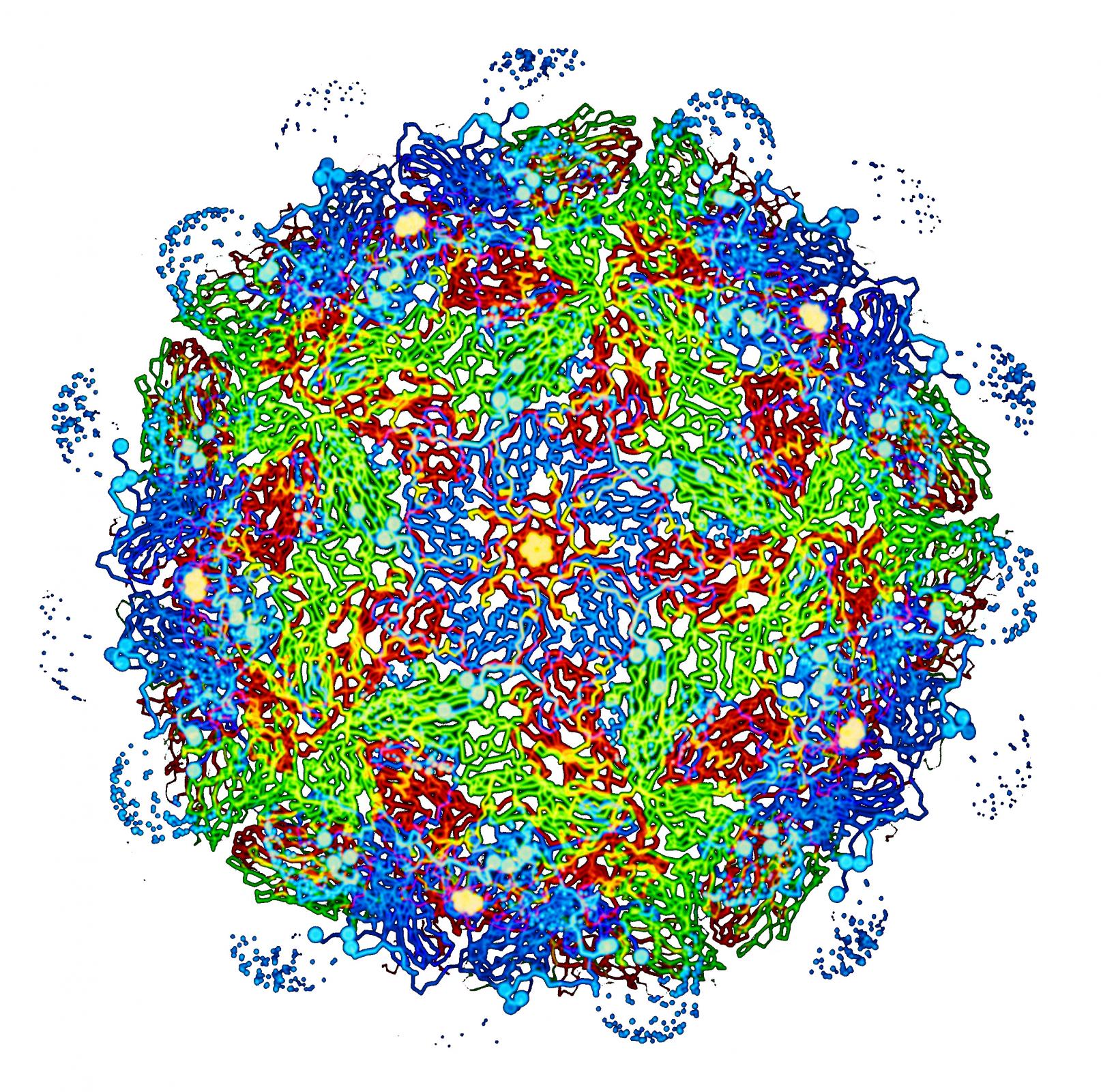 FMDV Genome | World Reference Laboratory for Foot-and-Mouth Disease