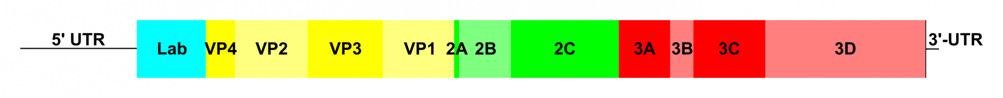 FMDV Genome | World Reference Laboratory for Foot-and-Mouth Disease